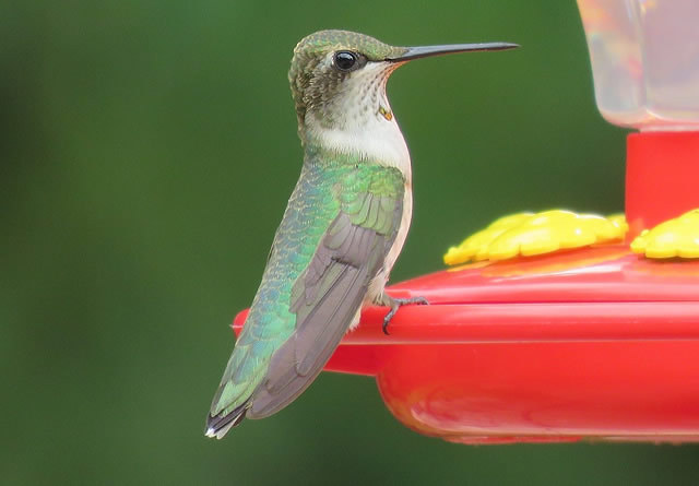 Ruby-throated Hummingbird: Scientific name, size, range ...