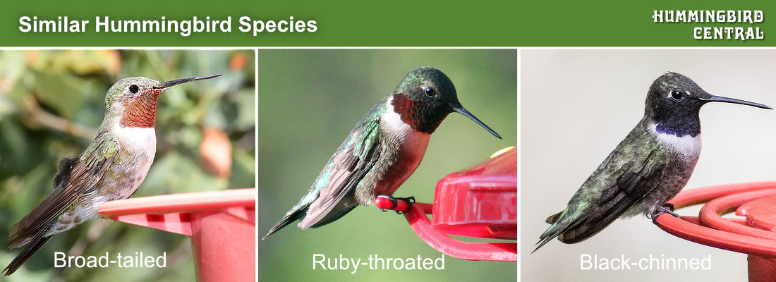 Ruby-throated Hummingbird: Scientific name, size, range ...